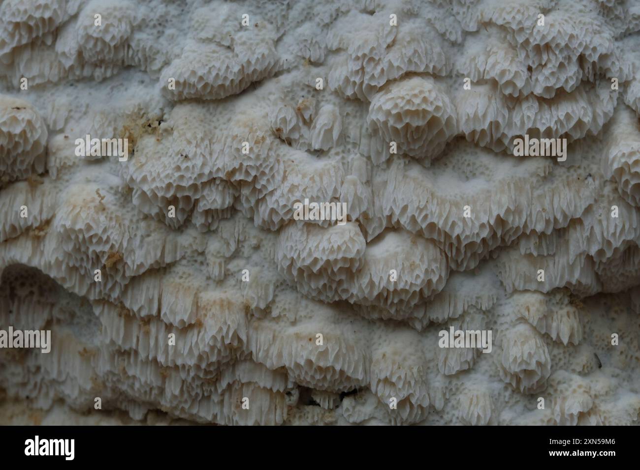 split porecrust (Xylodon paradoxus) Fungi Stock Photo - Alamy