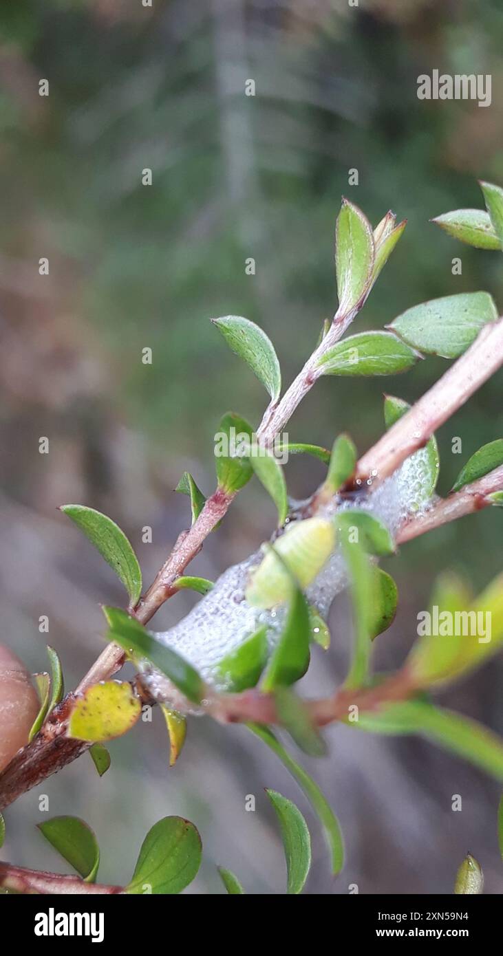 True Spittlebugs (Aphrophoridae) Insecta Stock Photo - Alamy