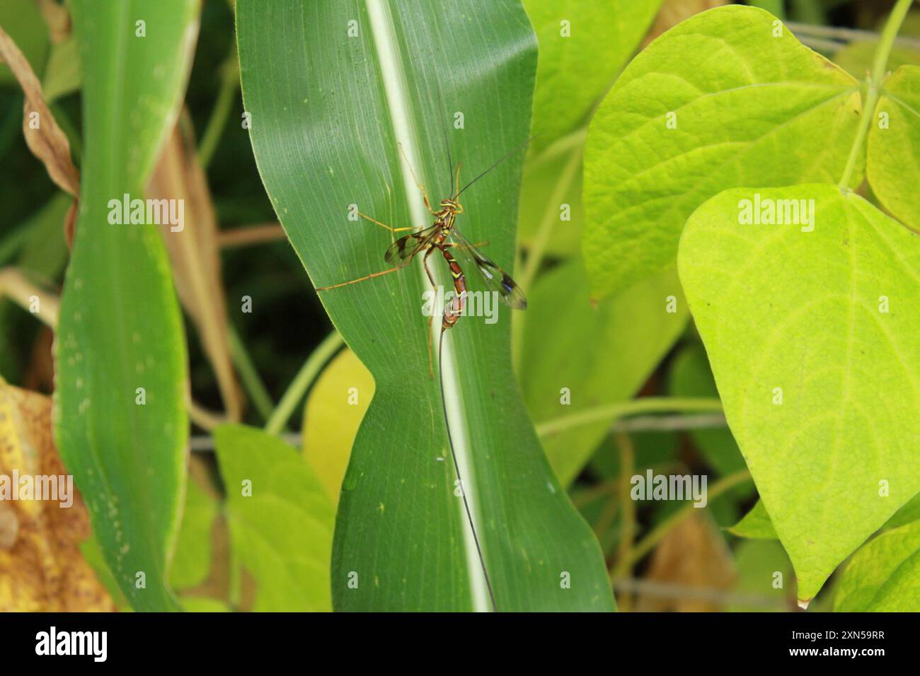 Long-tailed Giant Ichneumonid Wasp (Megarhyssa macrurus) Insecta Stock ...