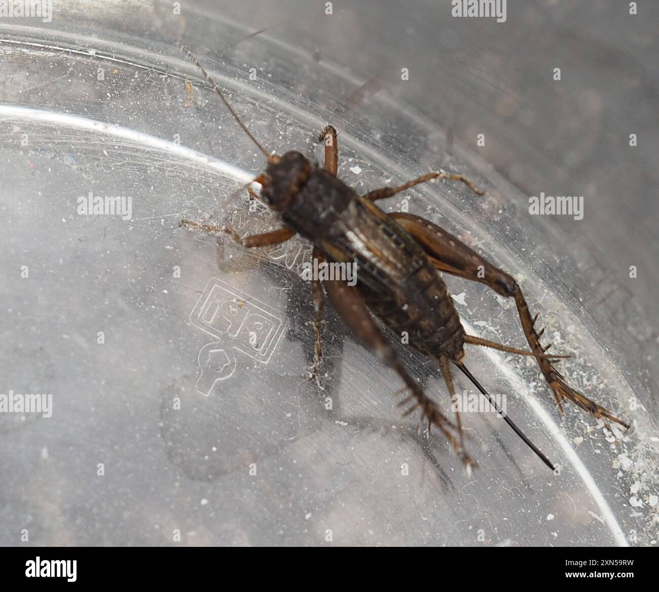 Crickets (Gryllidea) Insecta Stock Photo - Alamy