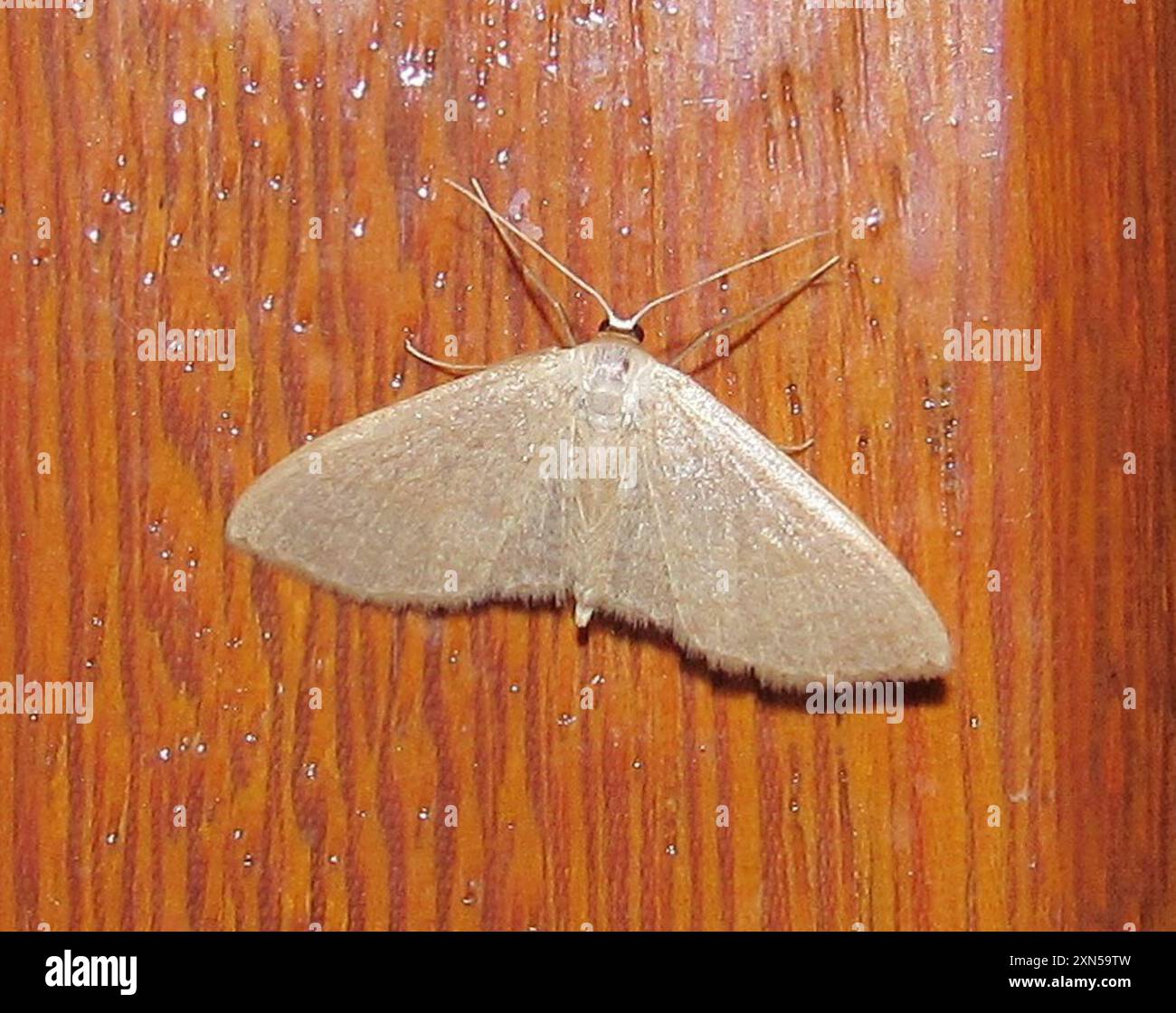 Geometer Moths (Geometridae) Insecta Stock Photo - Alamy