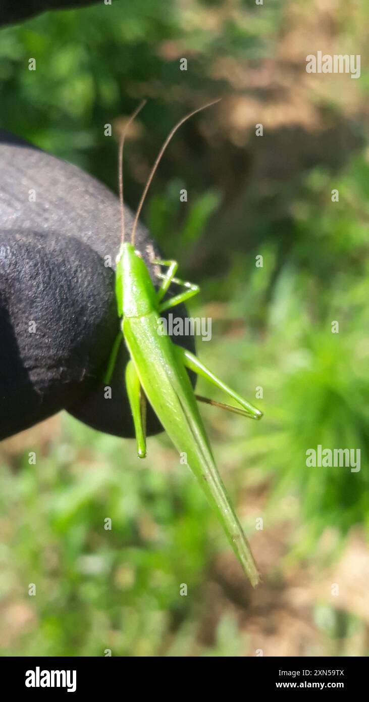 Large Conehead (Ruspolia nitidula) Insecta Stock Photo - Alamy