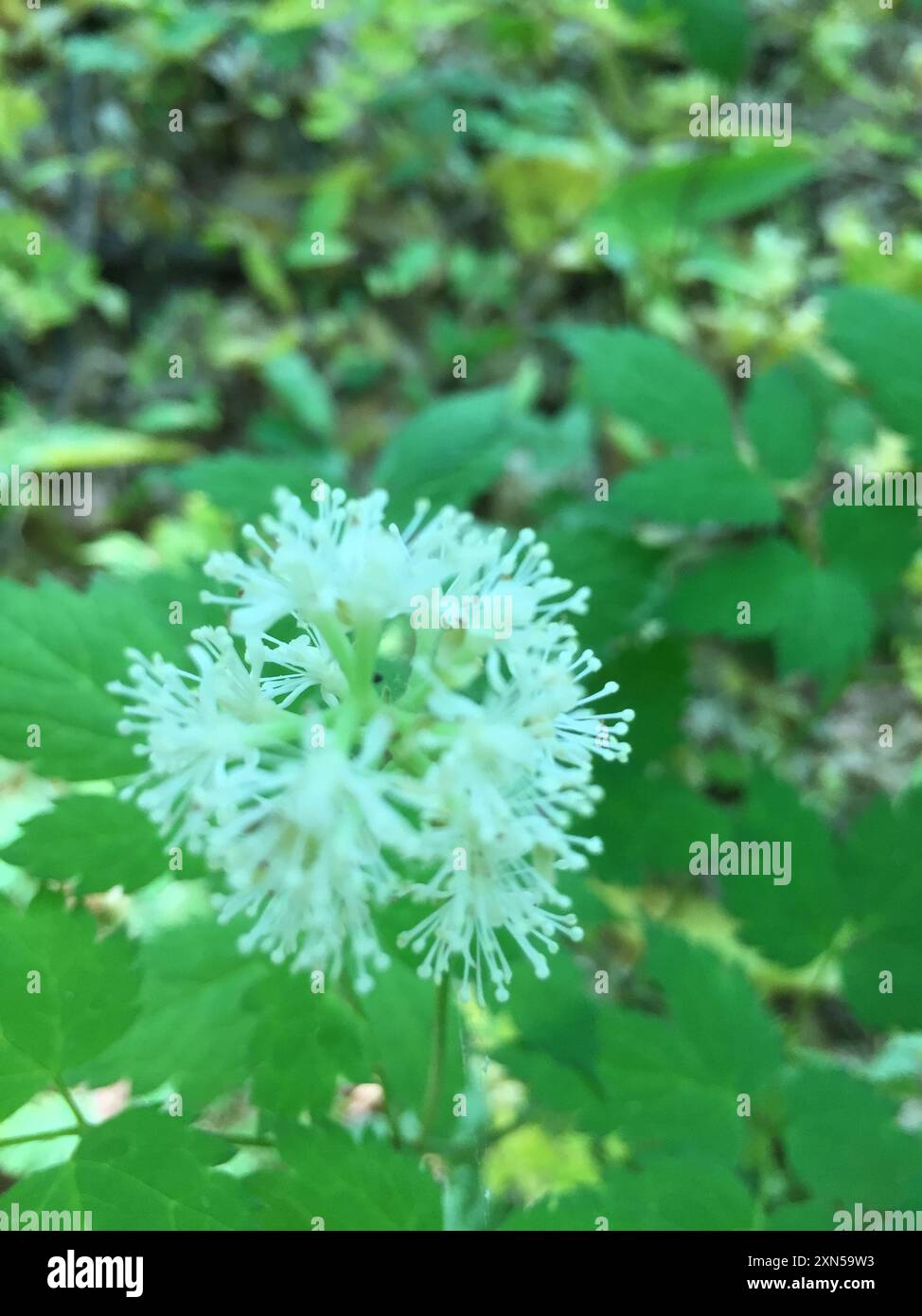 white baneberry (Actaea pachypoda) Plantae Stock Photo - Alamy