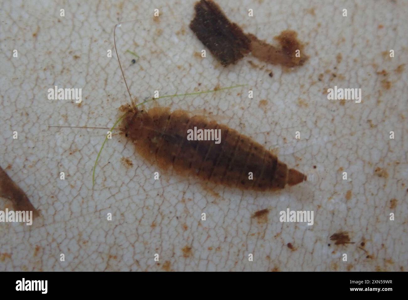 Marsh Beetles (Scirtidae) Insecta Stock Photo - Alamy