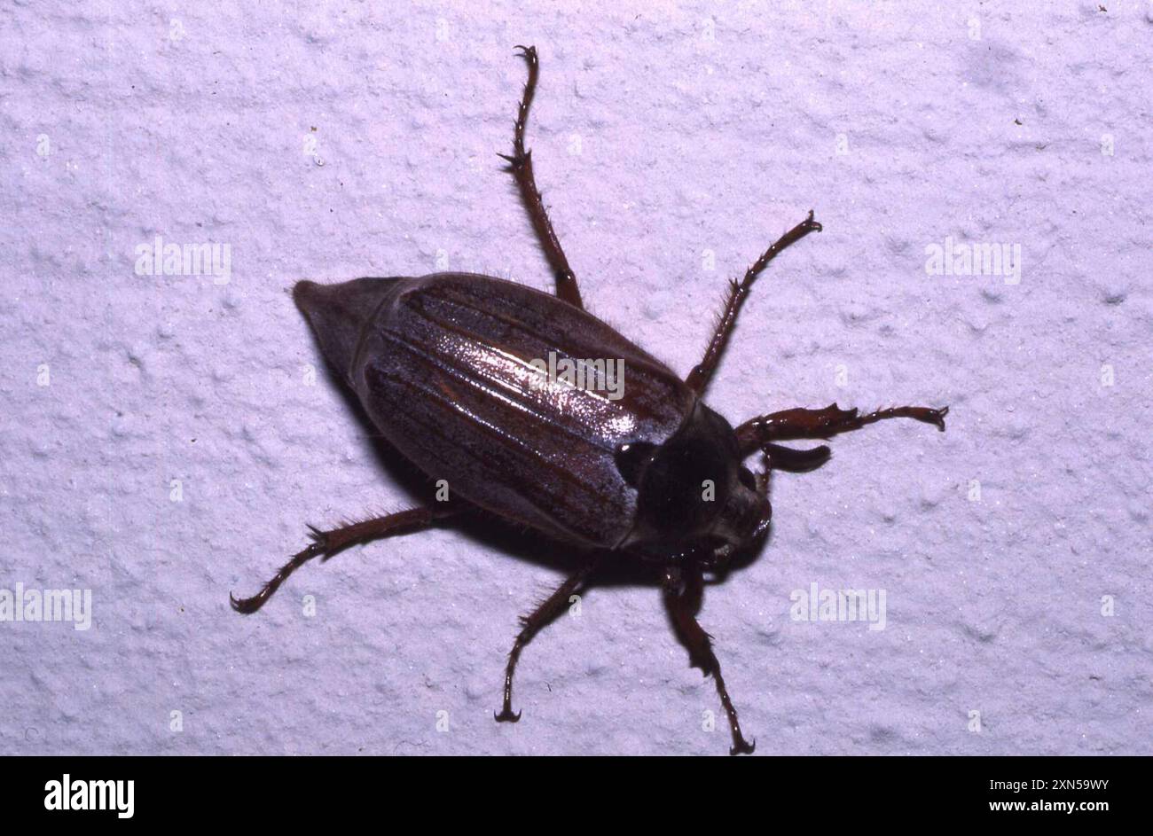 Common Cockchafer (Melolontha melolontha) Insecta Stock Photo - Alamy