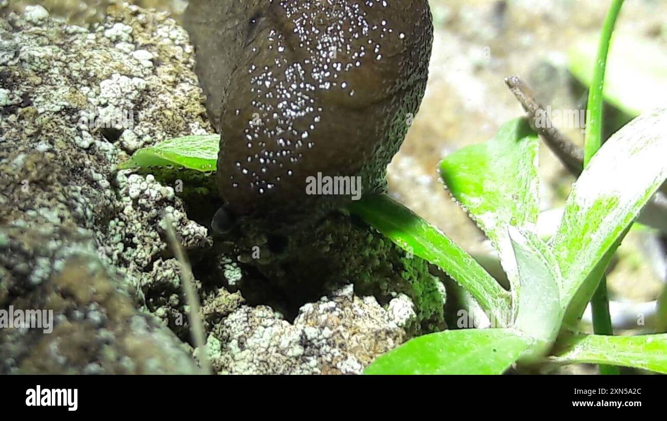 Greenhouse Slug (Milax gagates) Mollusca Stock Photo - Alamy