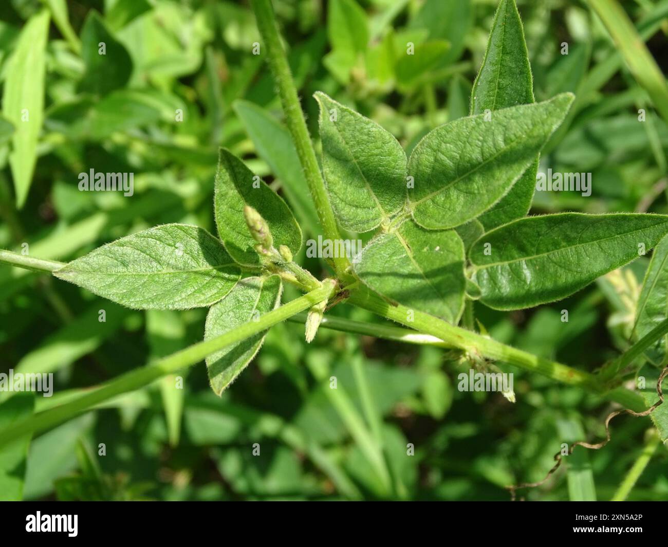 perplexed tick-trefoil (Desmodium perplexum) Plantae Stock Photo - Alamy