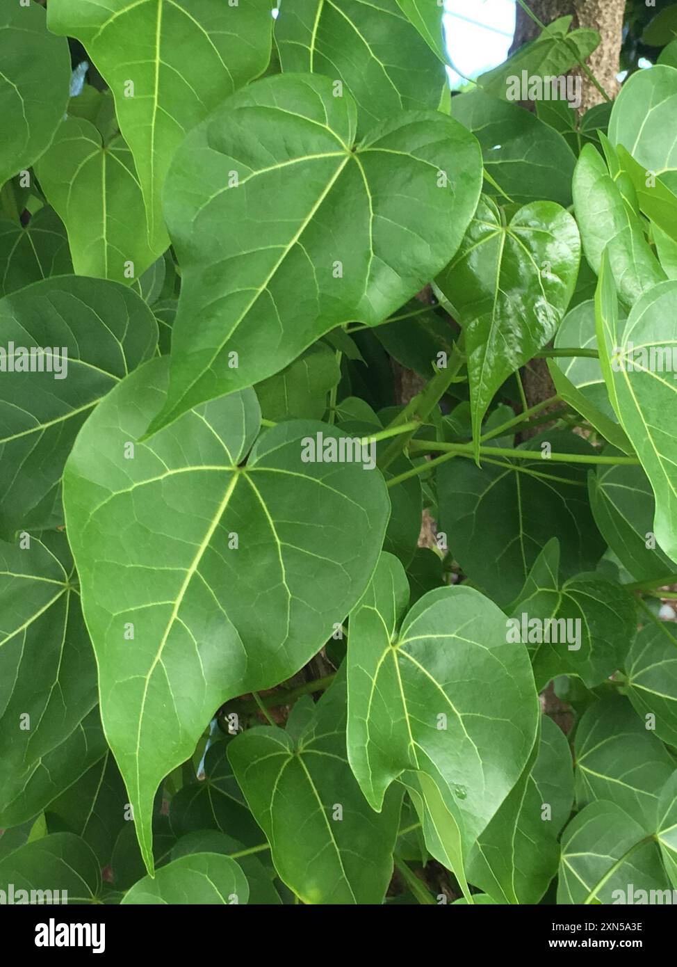 Portia tree (Thespesia populnea) Plantae Stock Photo - Alamy