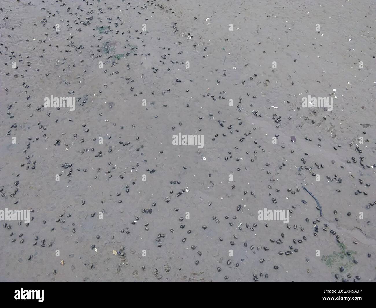 Eastern Mudsnail (Ilyanassa obsoleta) Mollusca Stock Photo - Alamy