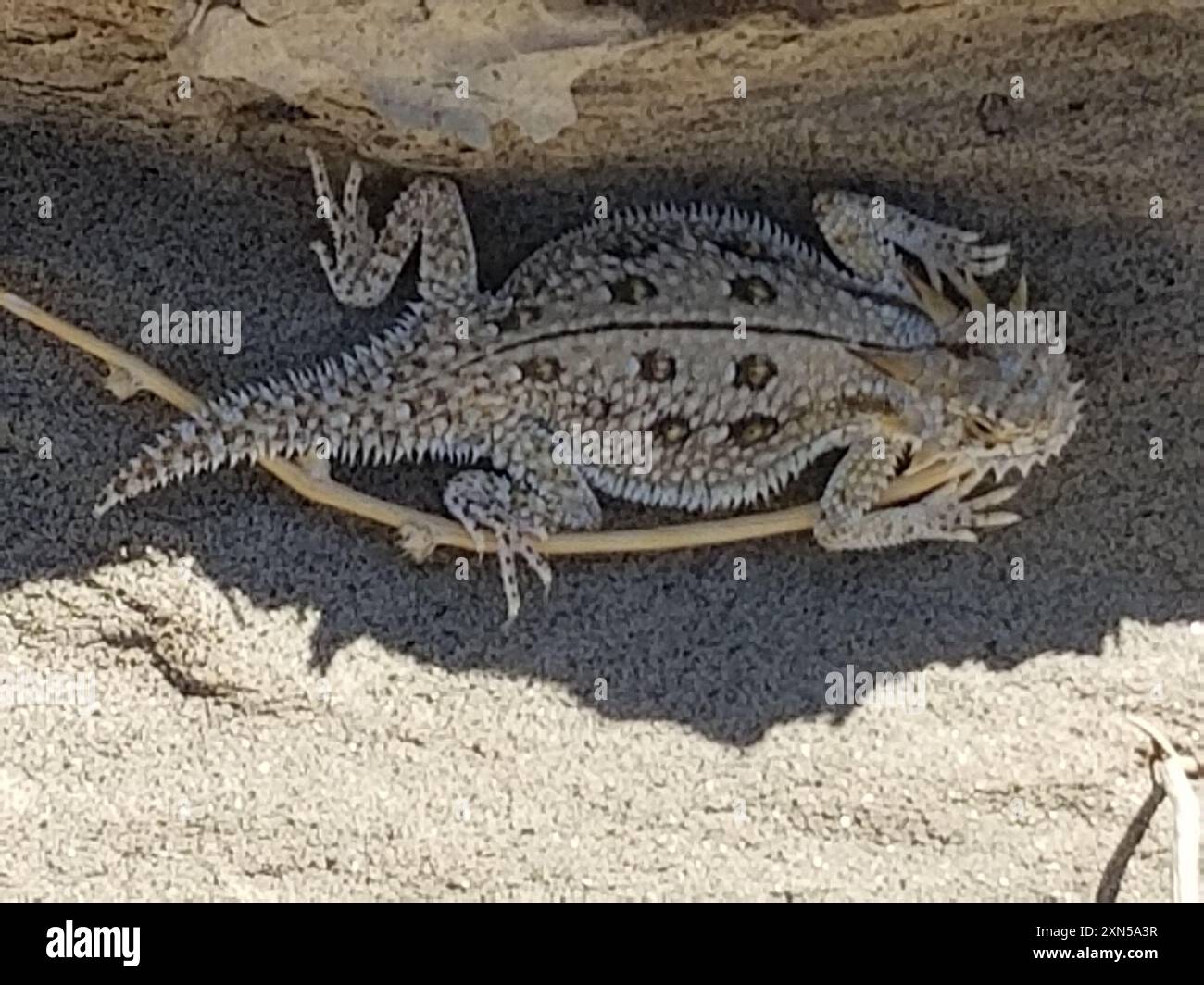 Flat-tailed Horned Lizard (Phrynosoma mcallii) Reptilia Stock Photo - Alamy