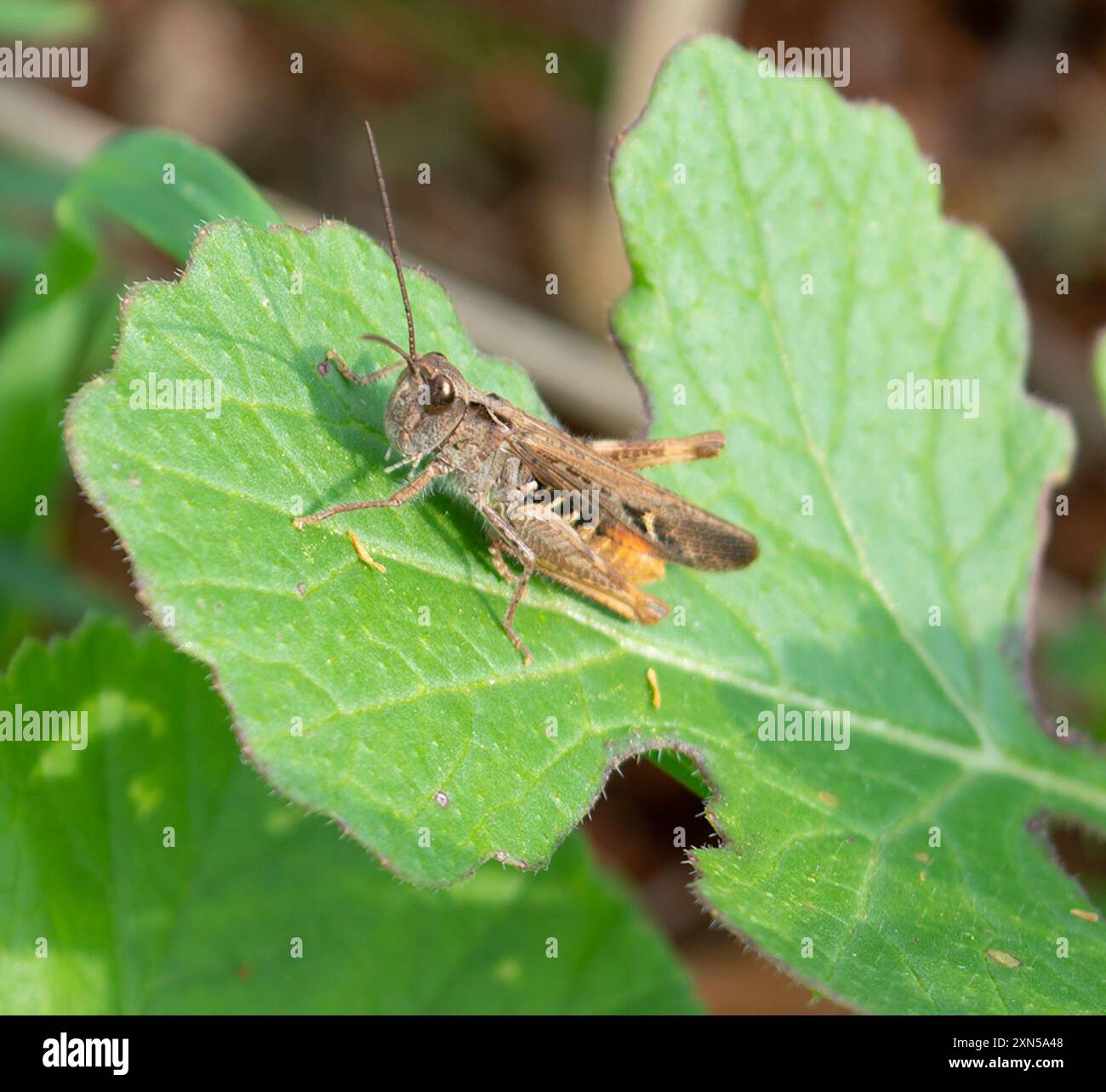 Balkan Field Grasshopper (Chorthippus maritimus maritimus) Insecta ...