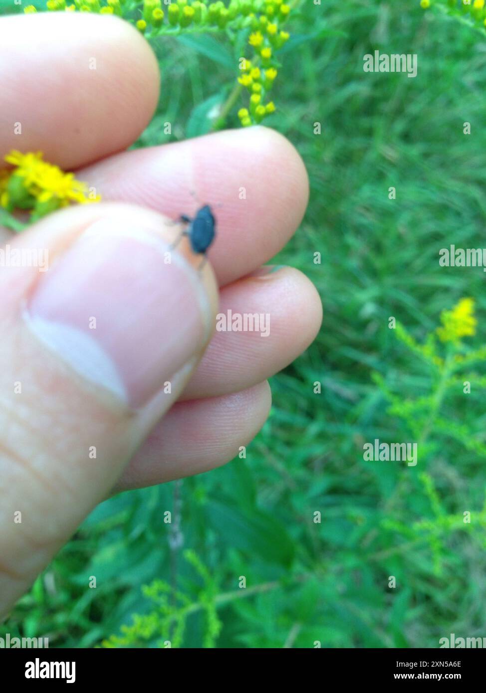 Flower Weevils (Baridinae) Insecta Stock Photo - Alamy