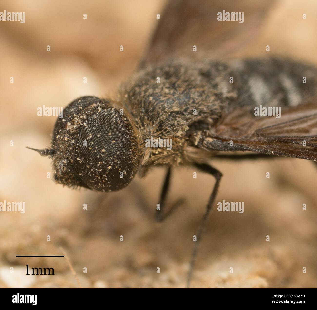 Vanus hi-res stock photography and images - Alamy