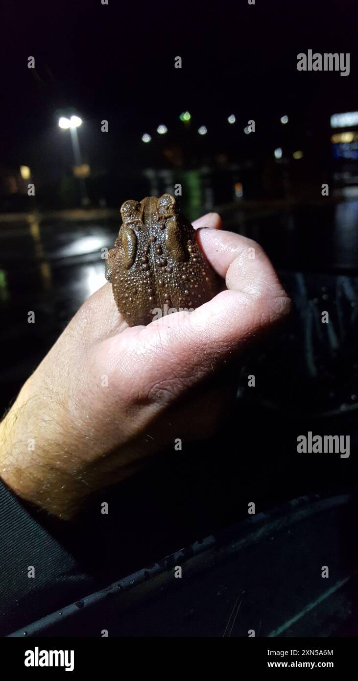 Dwarf American Toad (Anaxyrus americanus charlesmithi) Amphibia Stock ...