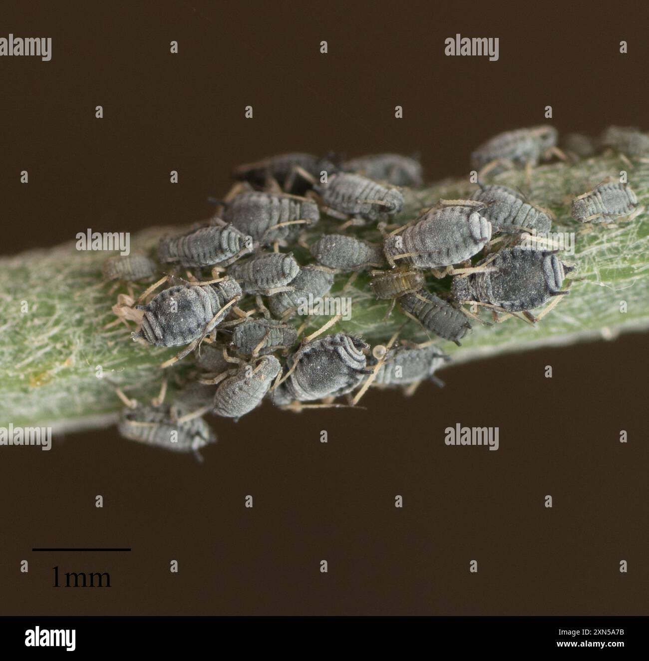 Aphis cytisorum hi-res stock photography and images - Alamy