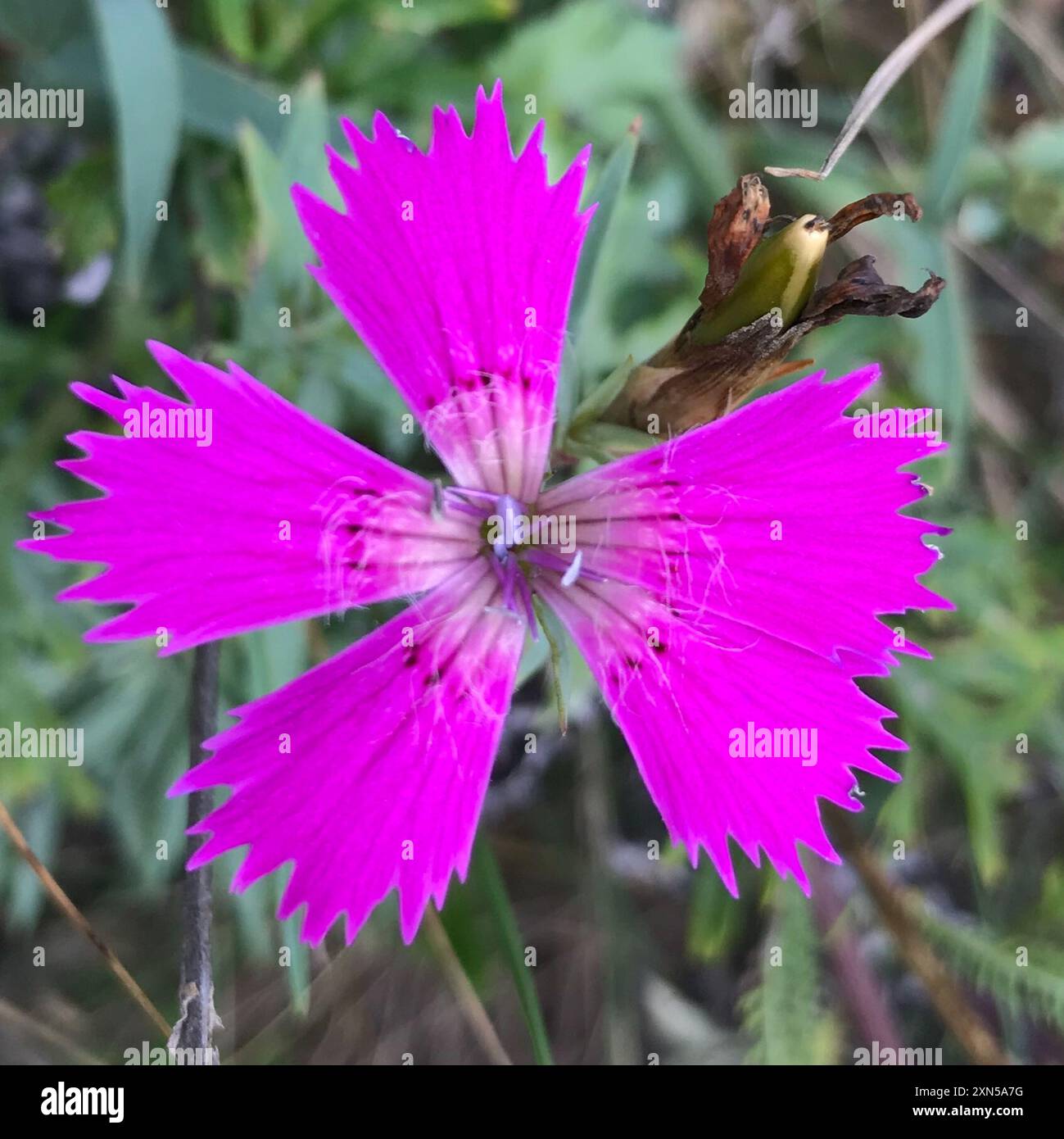 Chinese-pink (Dianthus chinensis) Plantae Stock Photo - Alamy