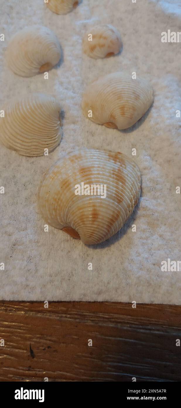 Lady-in-waiting Venus (Chionopsis intapurpurea) Mollusca Stock Photo ...