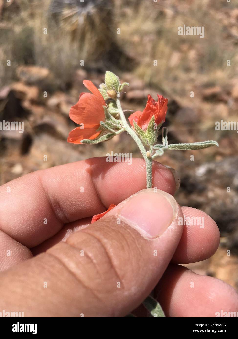 spear globemallow (Sphaeralcea hastulata) Plantae Stock Photo - Alamy