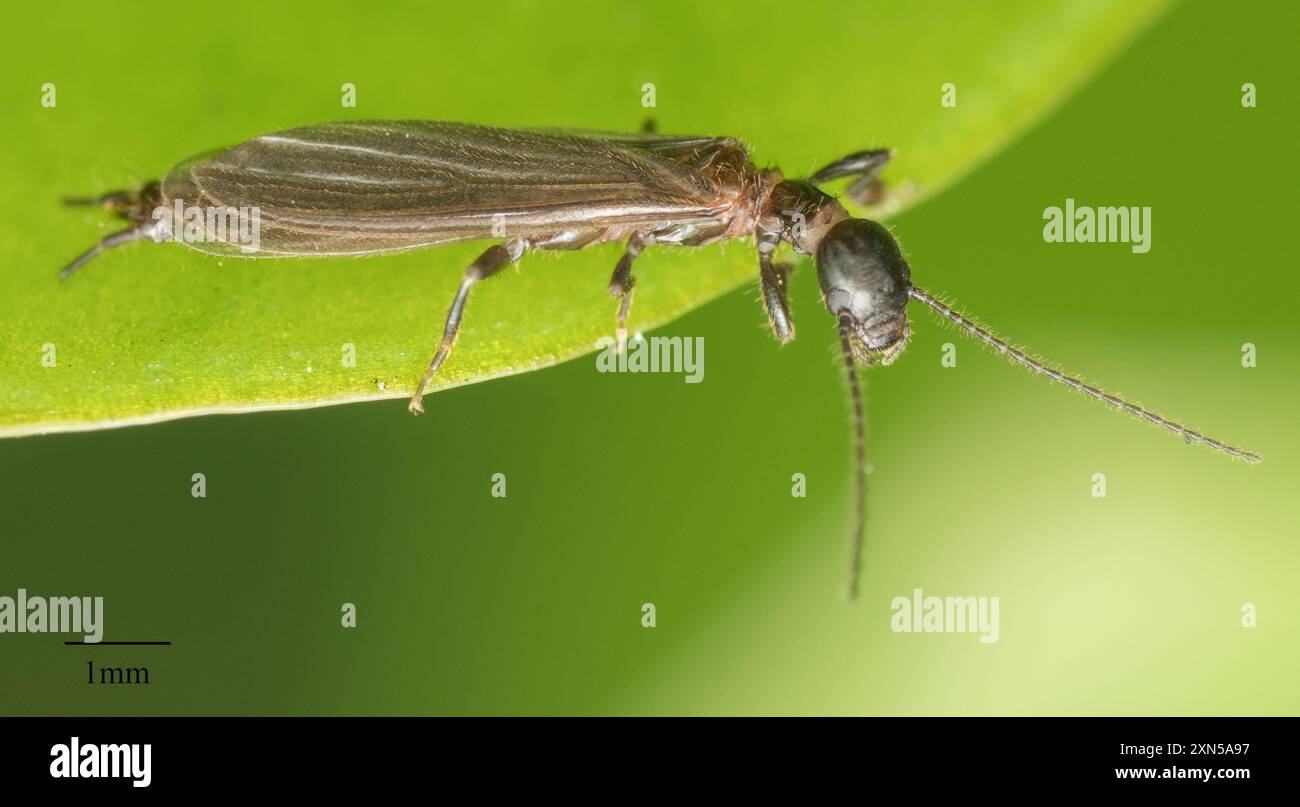 Black Webspinner (Oligotoma nigra) Insecta Stock Photo - Alamy
