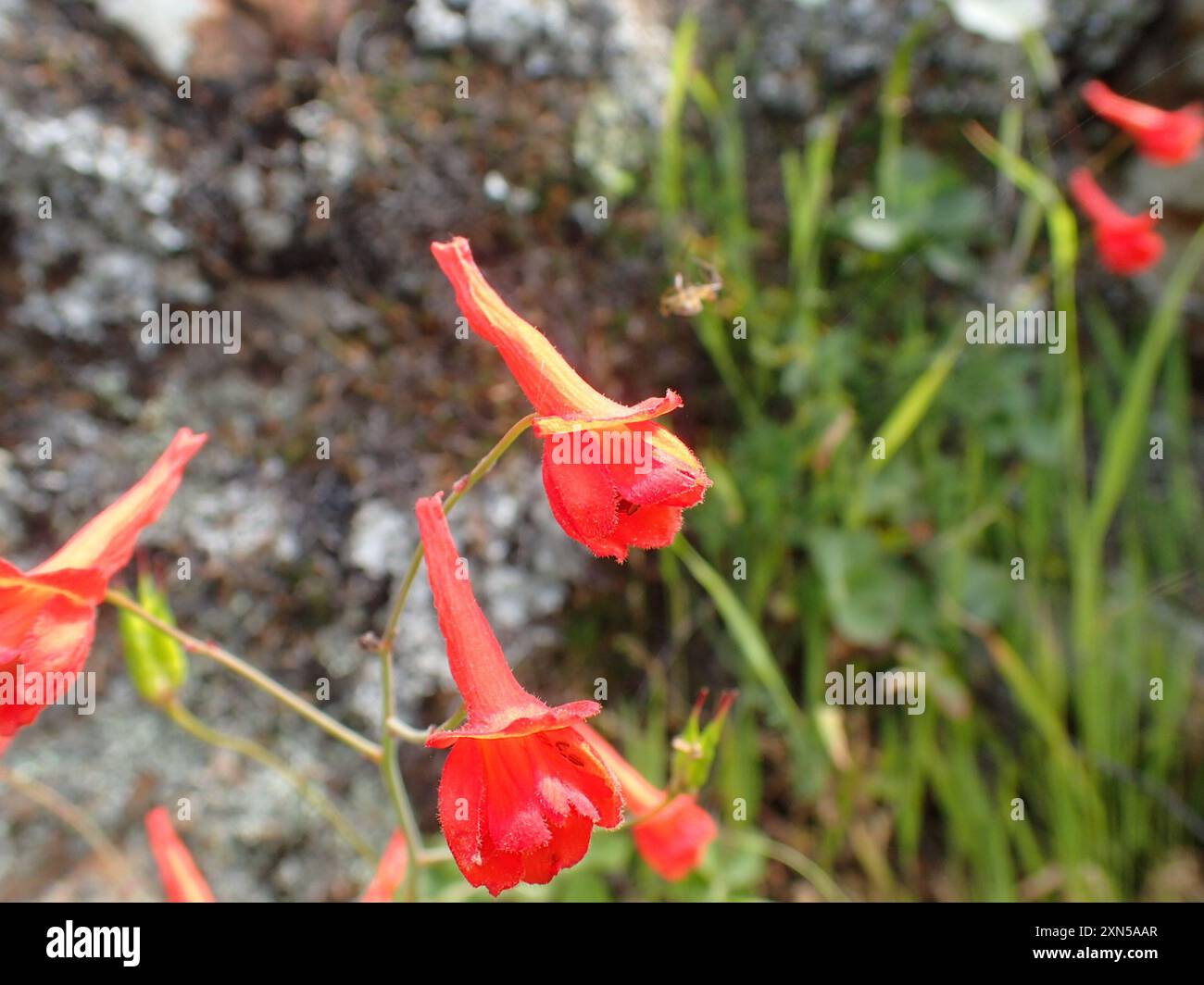 Red larkspur (Delphinium nudicaule) Plantae Stock Photo - Alamy