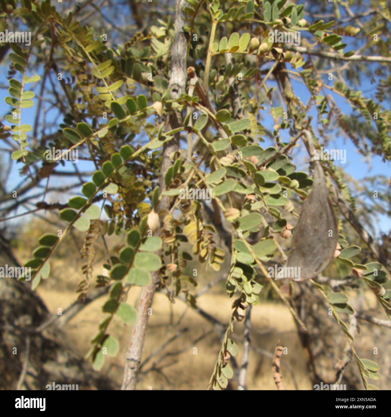 Weeping wattle (Peltophorum africanum) Plantae Stock Photo - Alamy