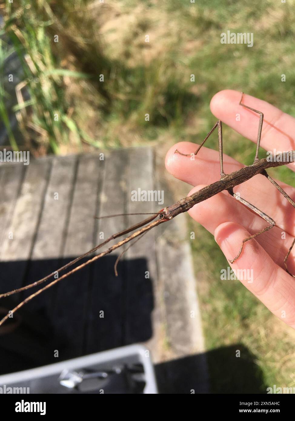 Smooth Stick Insect (Clitarchus hookeri) Insecta Stock Photo - Alamy