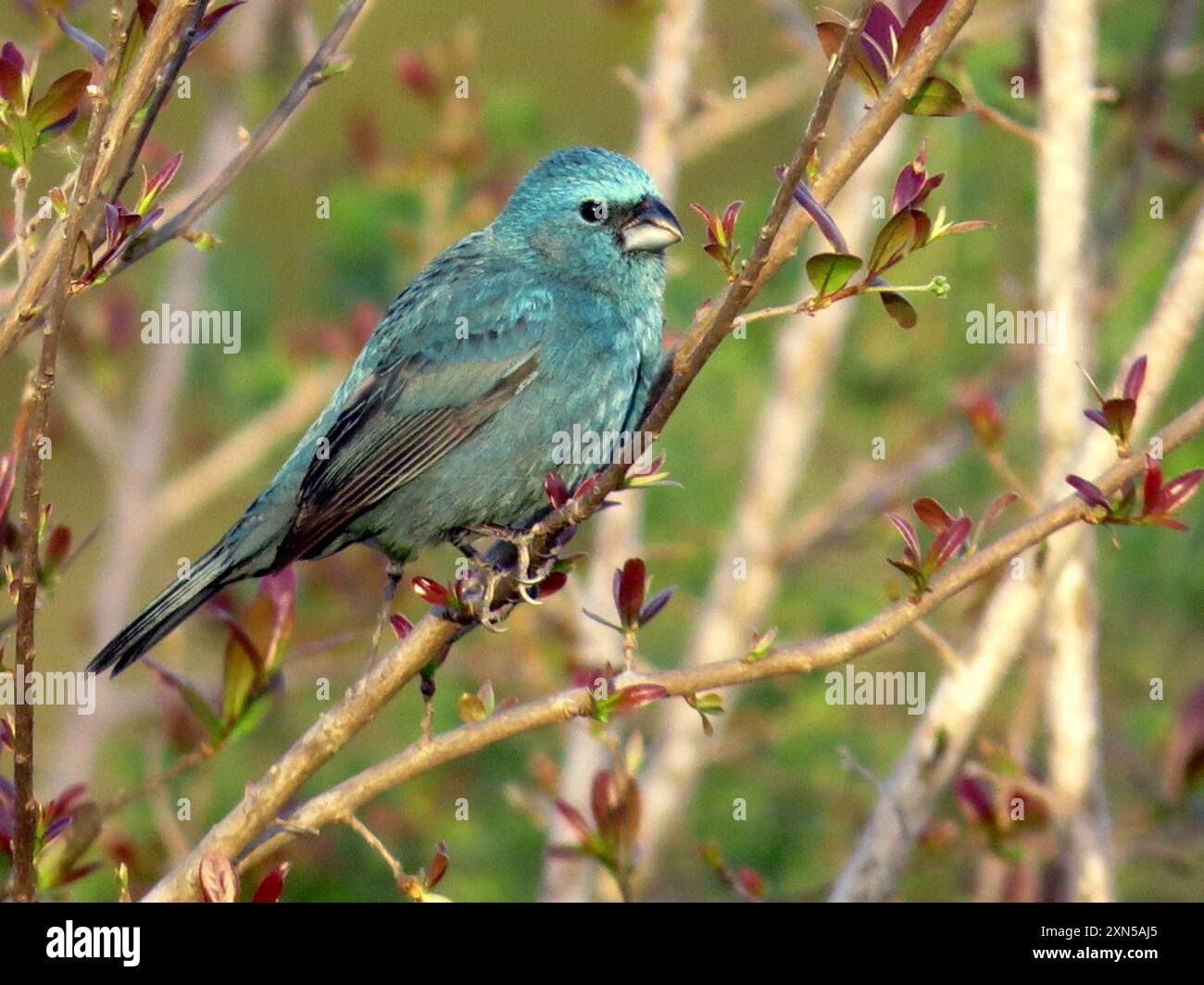 Glaucous-blue Grosbeak (Cyanoloxia glaucocaerulea) Aves Stock Photo - Alamy