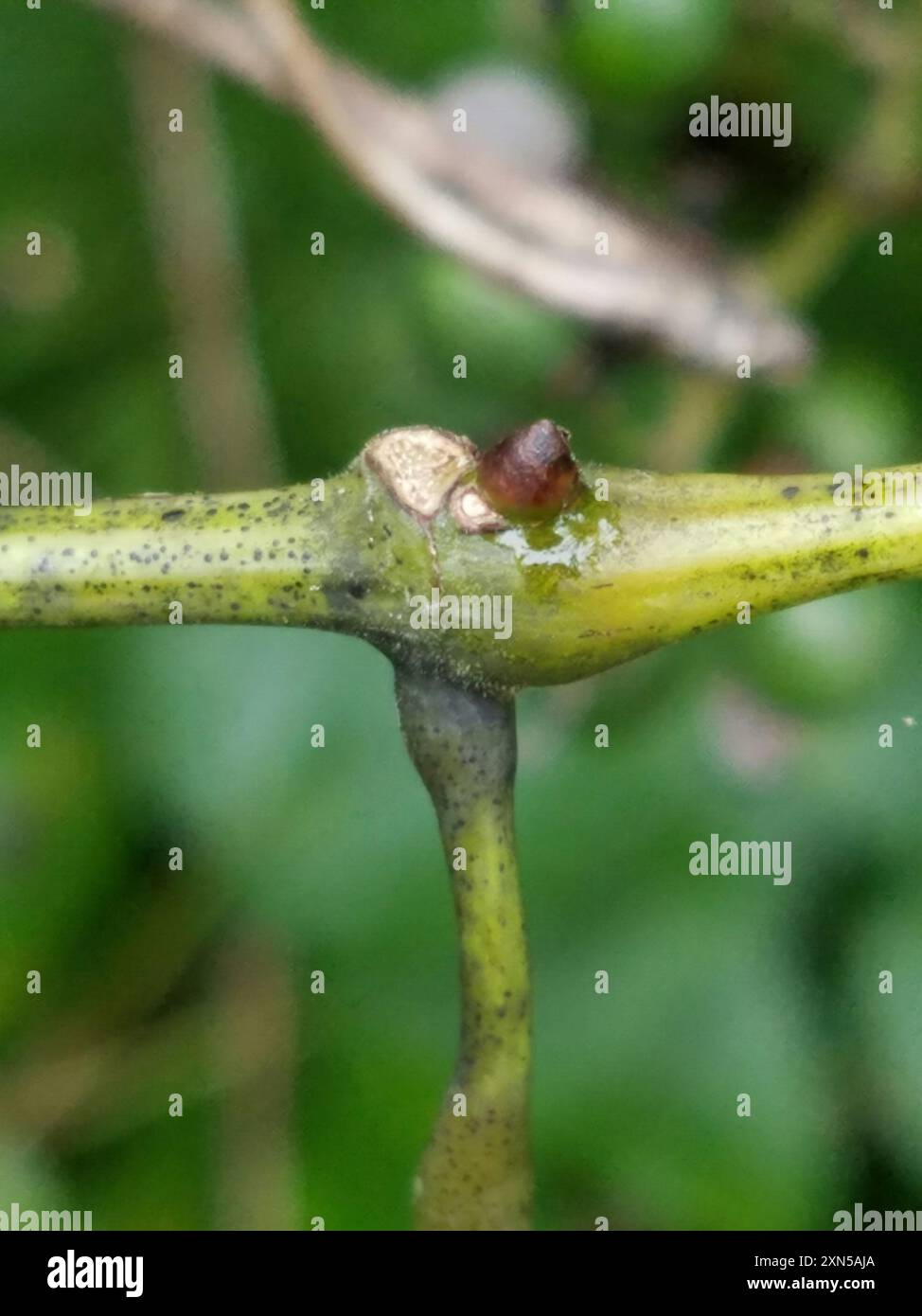 frost grape (Vitis vulpina) Plantae Stock Photo - Alamy