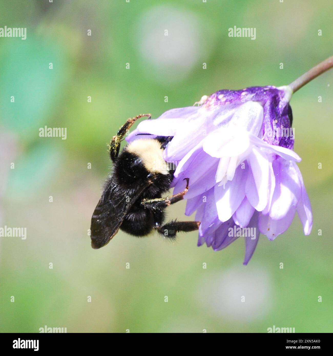 California Bumble Bee (Bombus californicus) Insecta Stock Photo - Alamy