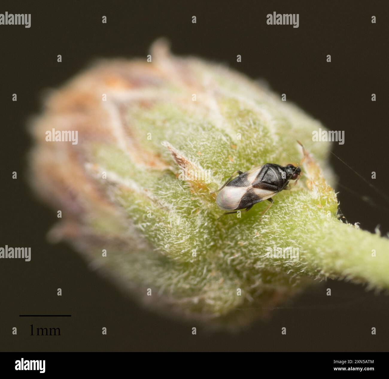 Minute pirate bugs (Anthocoridae) Insecta Stock Photo - Alamy