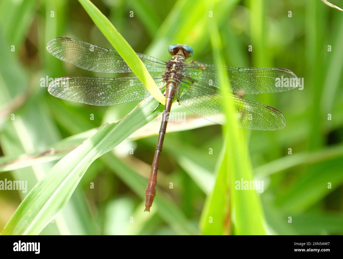 Stylurus plagiatus hi-res stock photography and images - Alamy