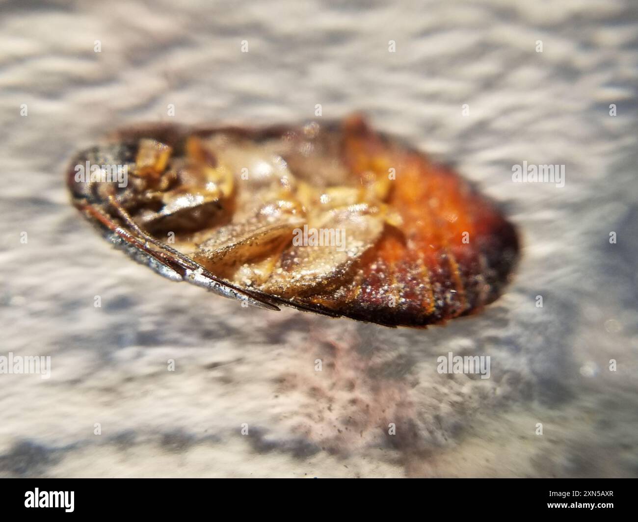 Household Cockroaches (Blattidae) Insecta Stock Photo - Alamy