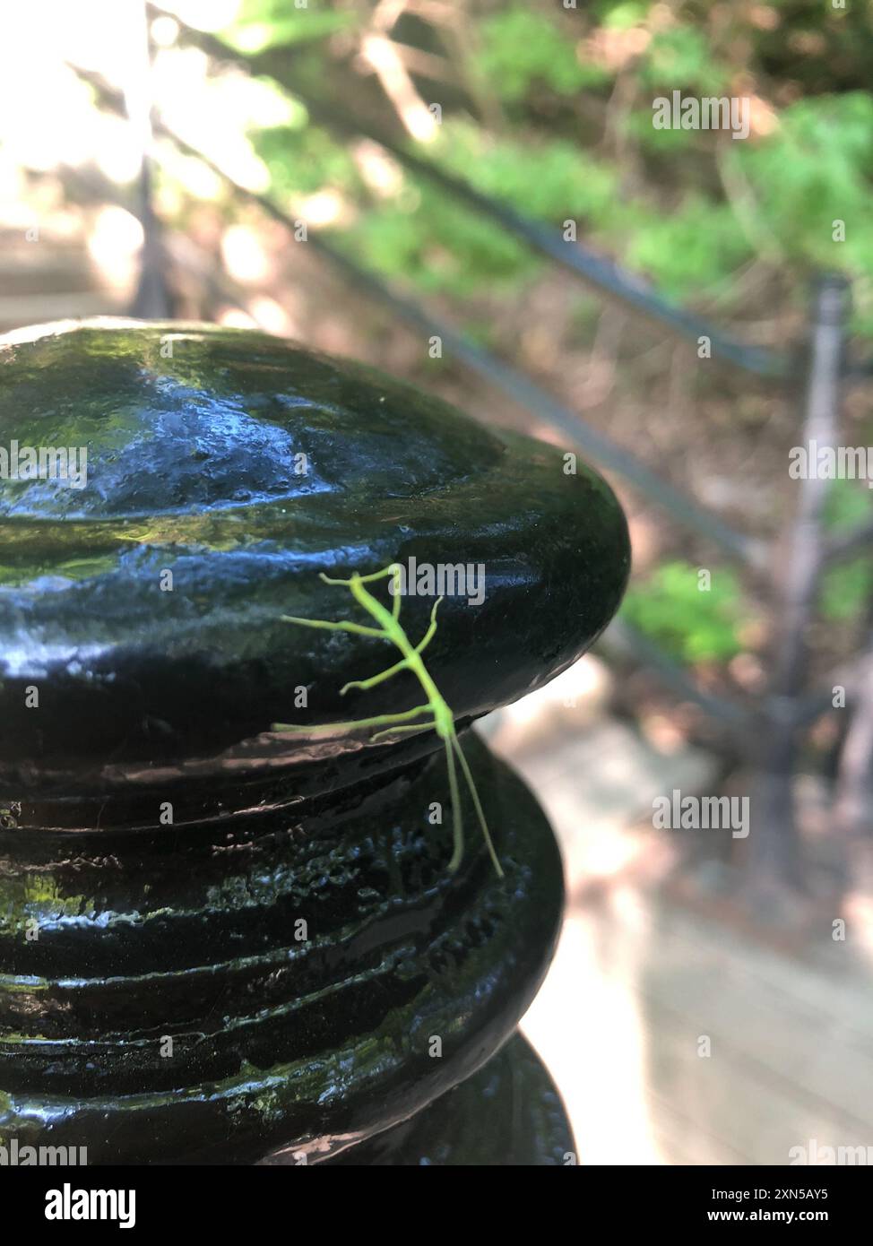 Northern Walkingstick (Diapheromera femorata) Insecta Stock Photo - Alamy