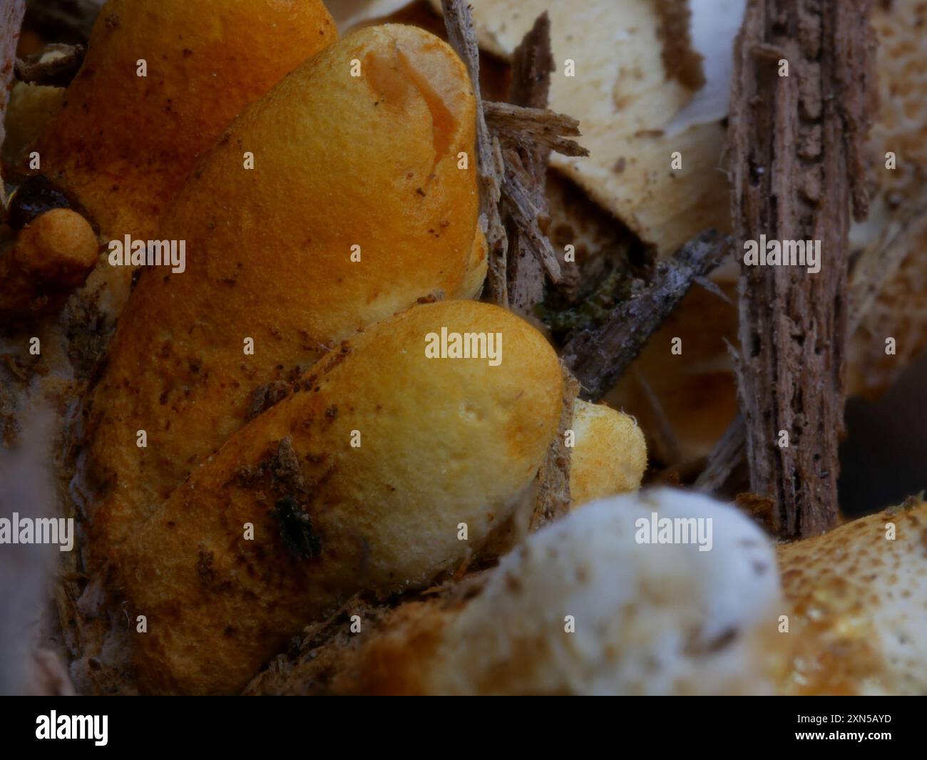 Trainwrecker (Neolentinus lepideus) Fungi Stock Photo - Alamy