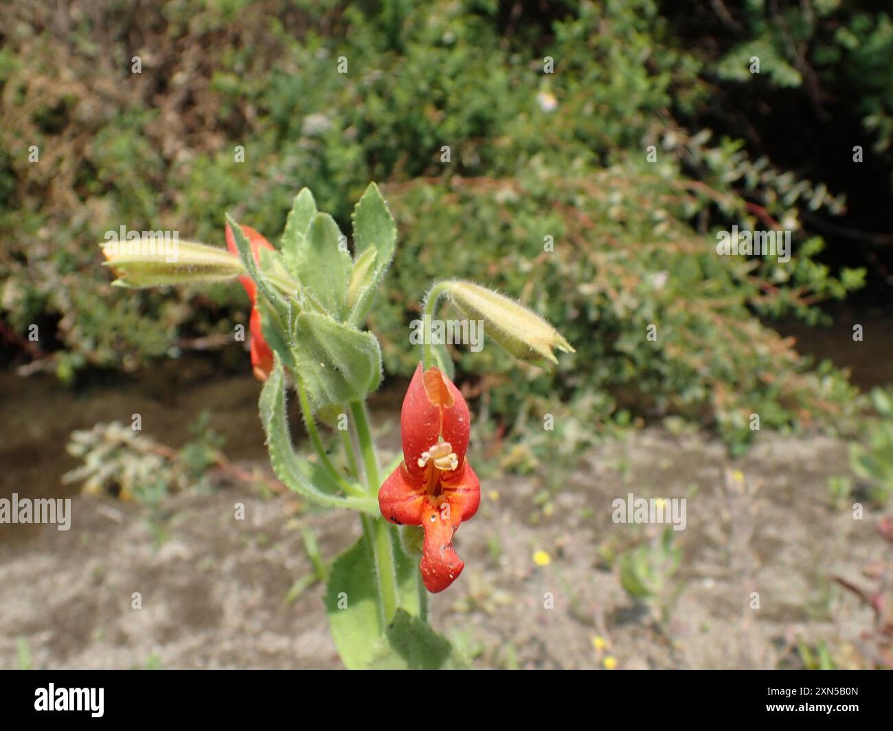scarlet monkeyflower (Erythranthe cardinalis) Plantae Stock Photo - Alamy