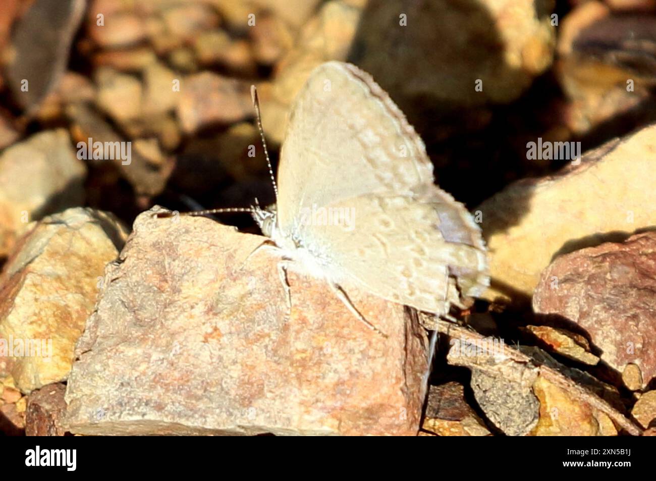 Common Grass-blue (Zizina otis labradus) Insecta Stock Photo - Alamy