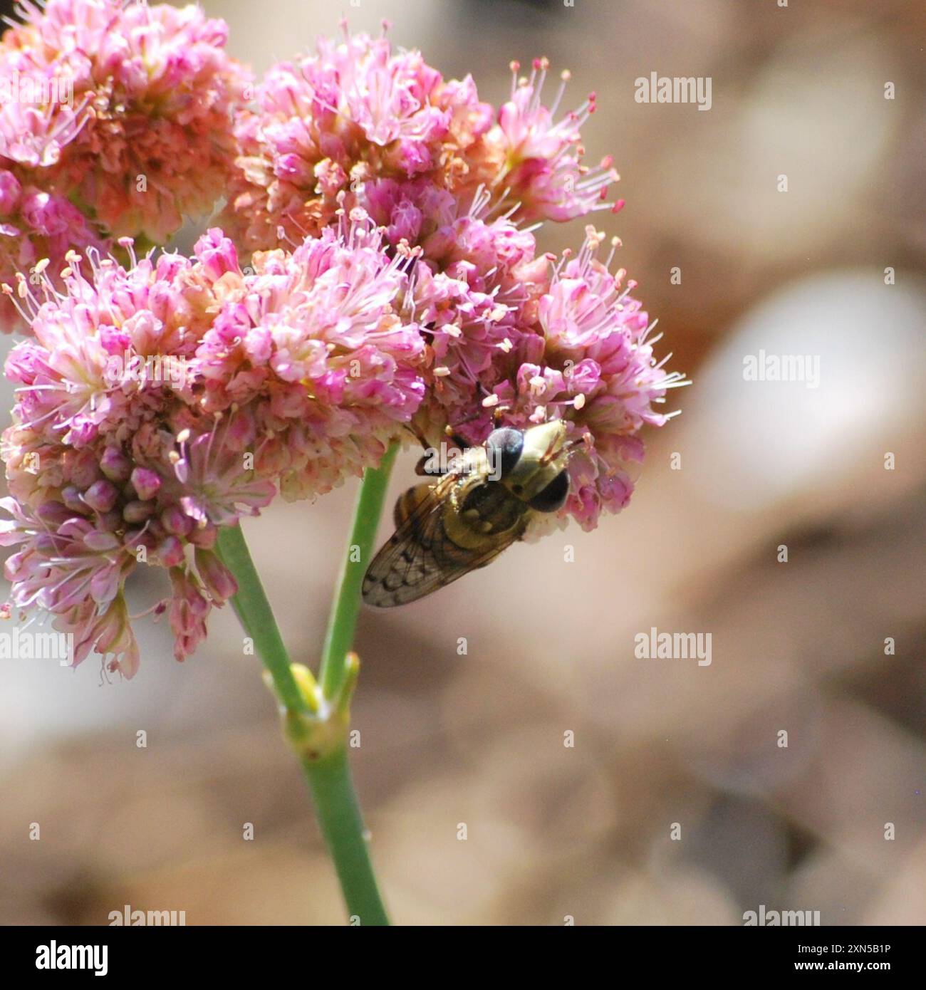Spotted-wing Bromeliad Fly (Copestylum satur) Insecta Stock Photo - Alamy
