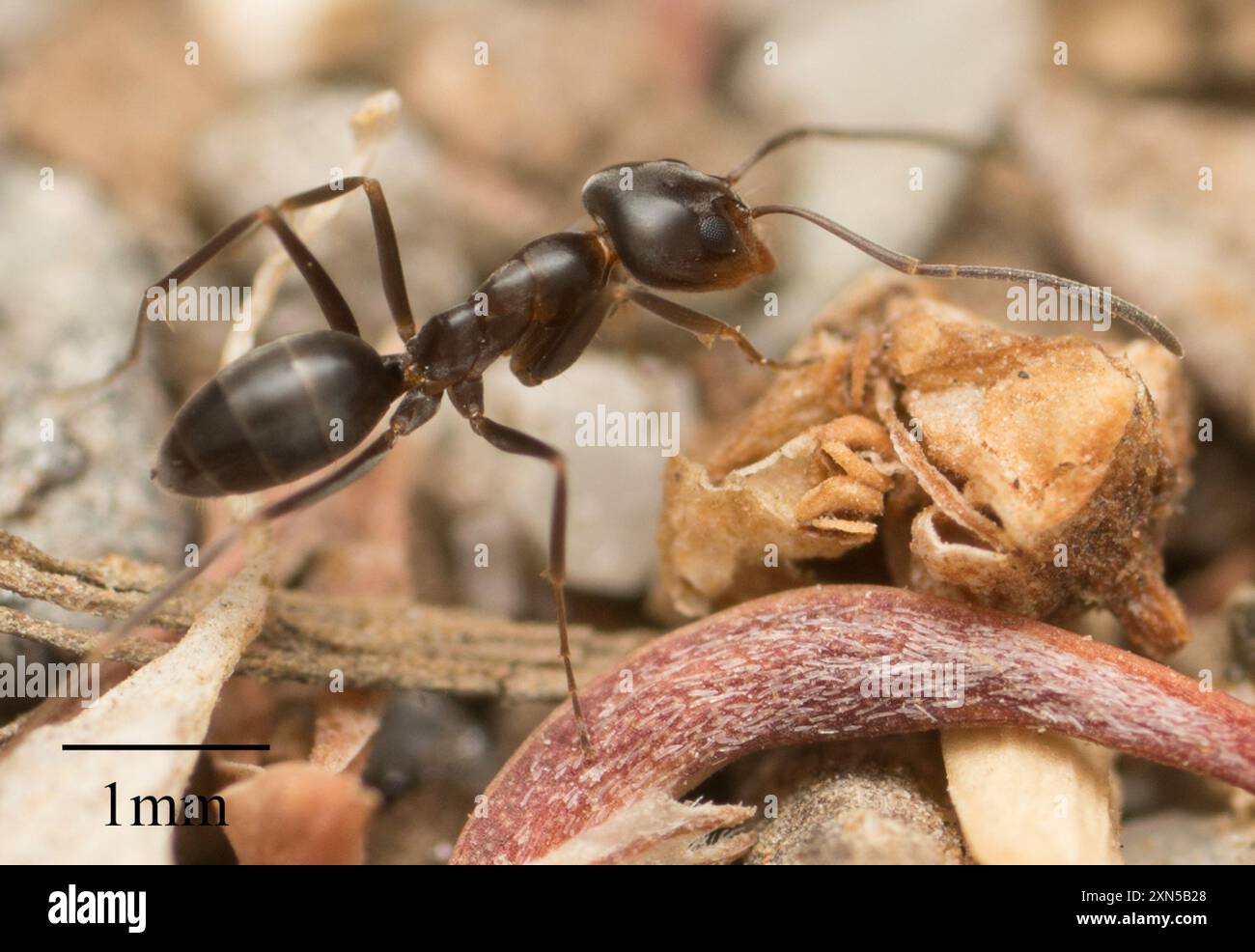 Pyramid Ants (Dorymyrmex) Insecta Stock Photo - Alamy