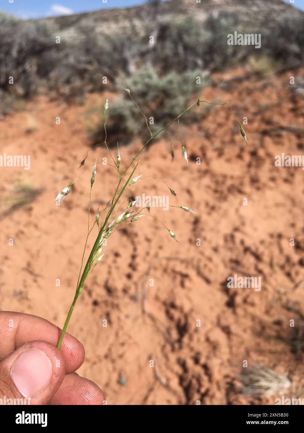 Sand Ricegrass (Eriocoma hymenoides) Plantae Stock Photo - Alamy