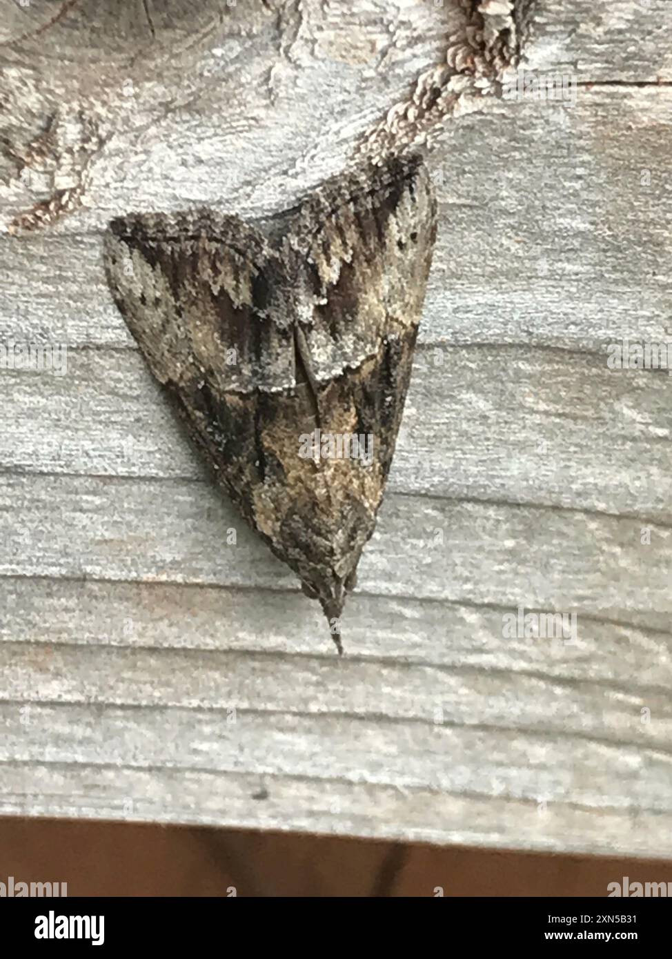 Green Cloverworm Moth (Hypena scabra) Insecta Stock Photo - Alamy
