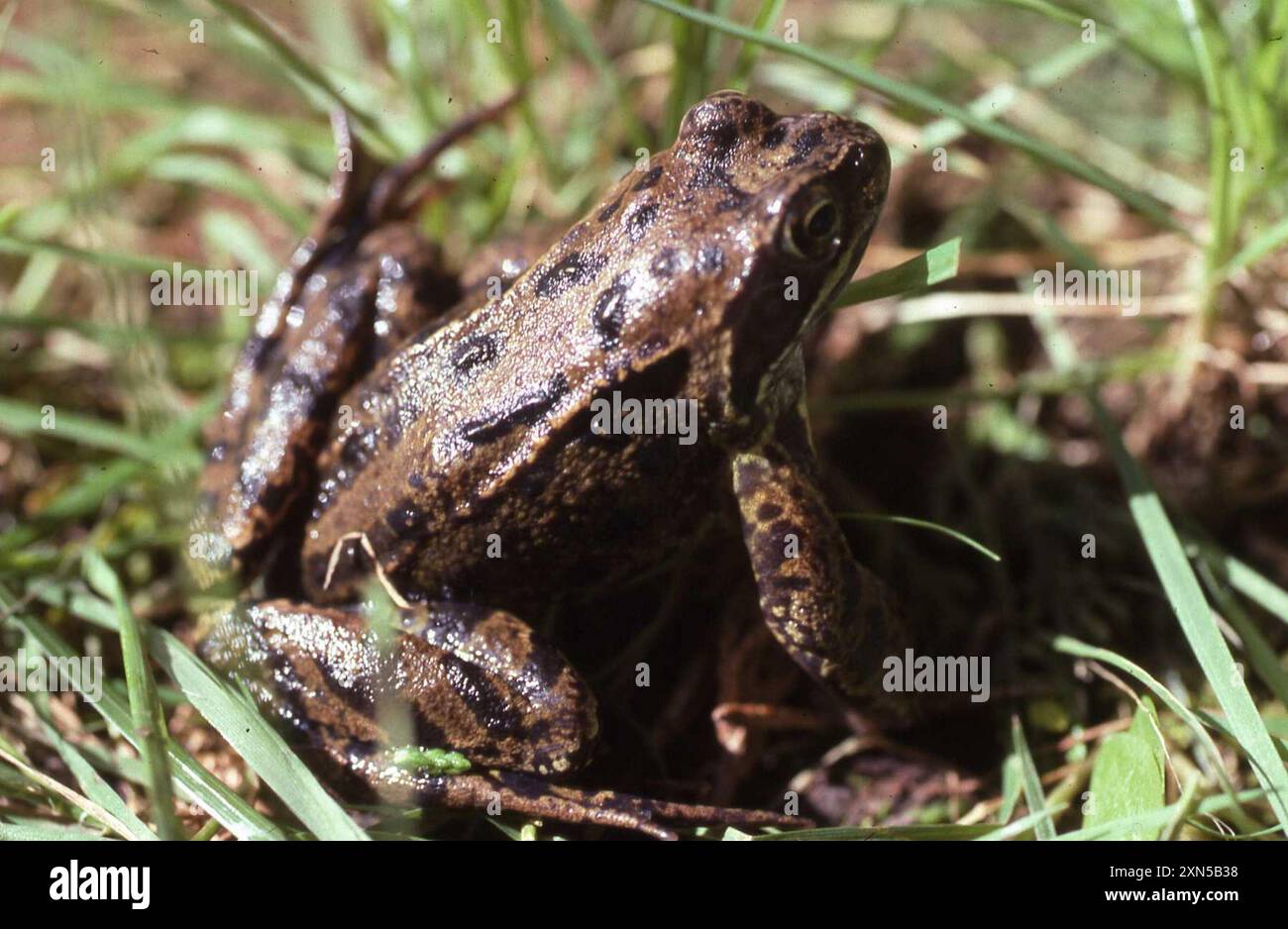 European Common Frog (Rana temporaria) Amphibia Stock Photo - Alamy