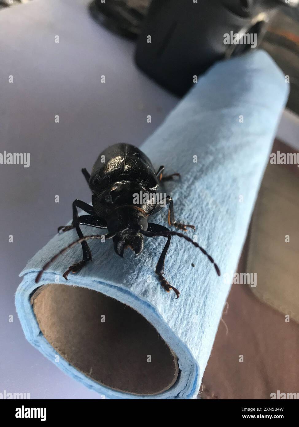 Live-oak Root Borer (Archodontes melanopus) Insecta Stock Photo - Alamy