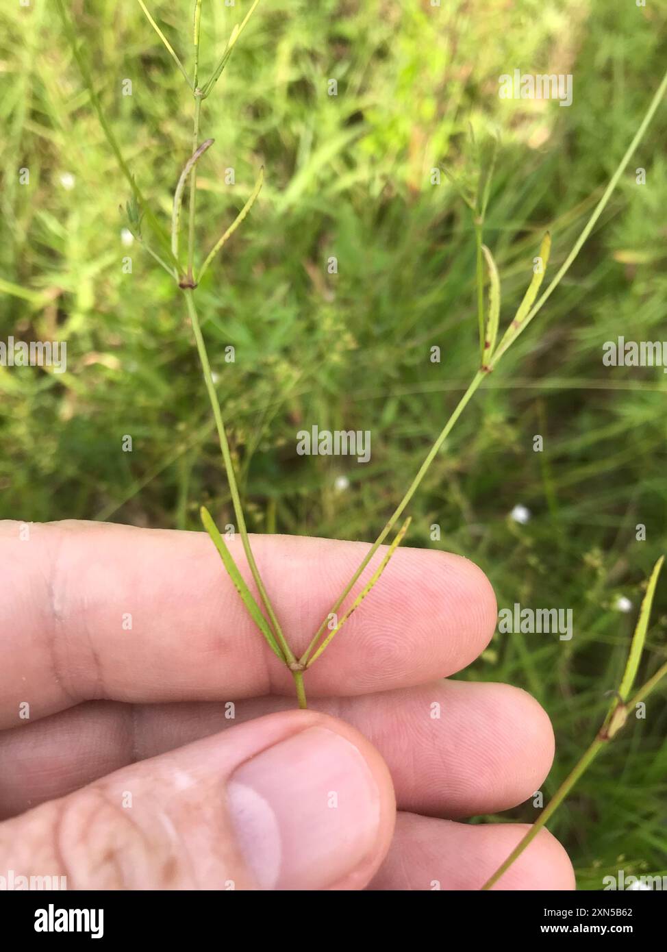 narrowleaf bluet (Houstonia longifolia tenuifolia) Plantae Stock Photo ...
