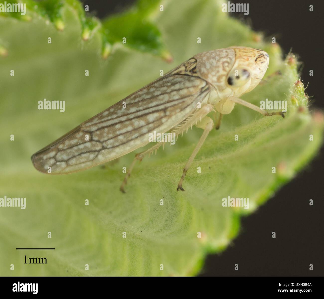Willow Leafhopper (Graphocephala confluens) Insecta Stock Photo - Alamy