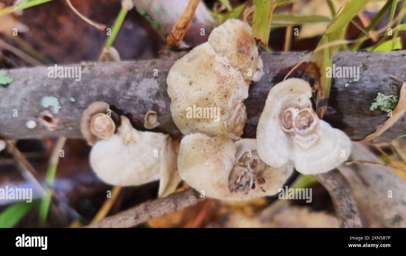 little nest polypore (Trametes conchifer) Fungi Stock Photo - Alamy