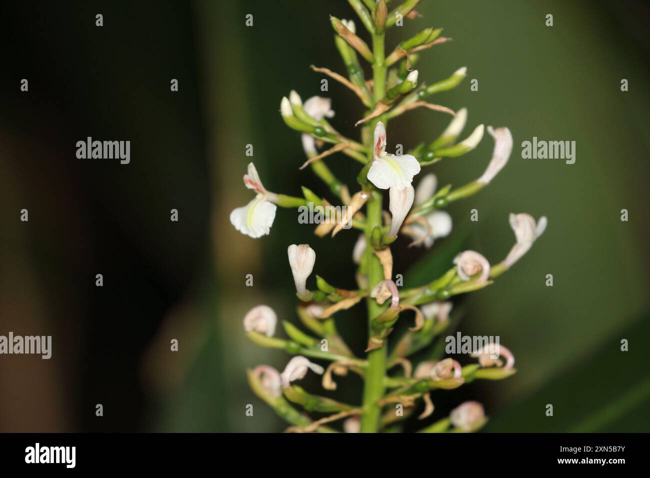 Native Ginger (Alpinia caerulea) Plantae Stock Photo - Alamy