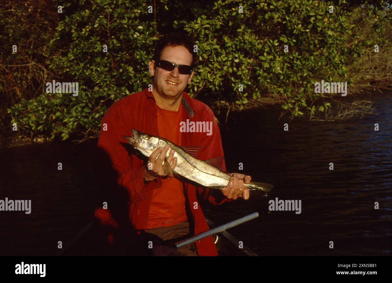 Common Snook (Centropomus undecimalis) Actinopterygii Stock Photo - Alamy
