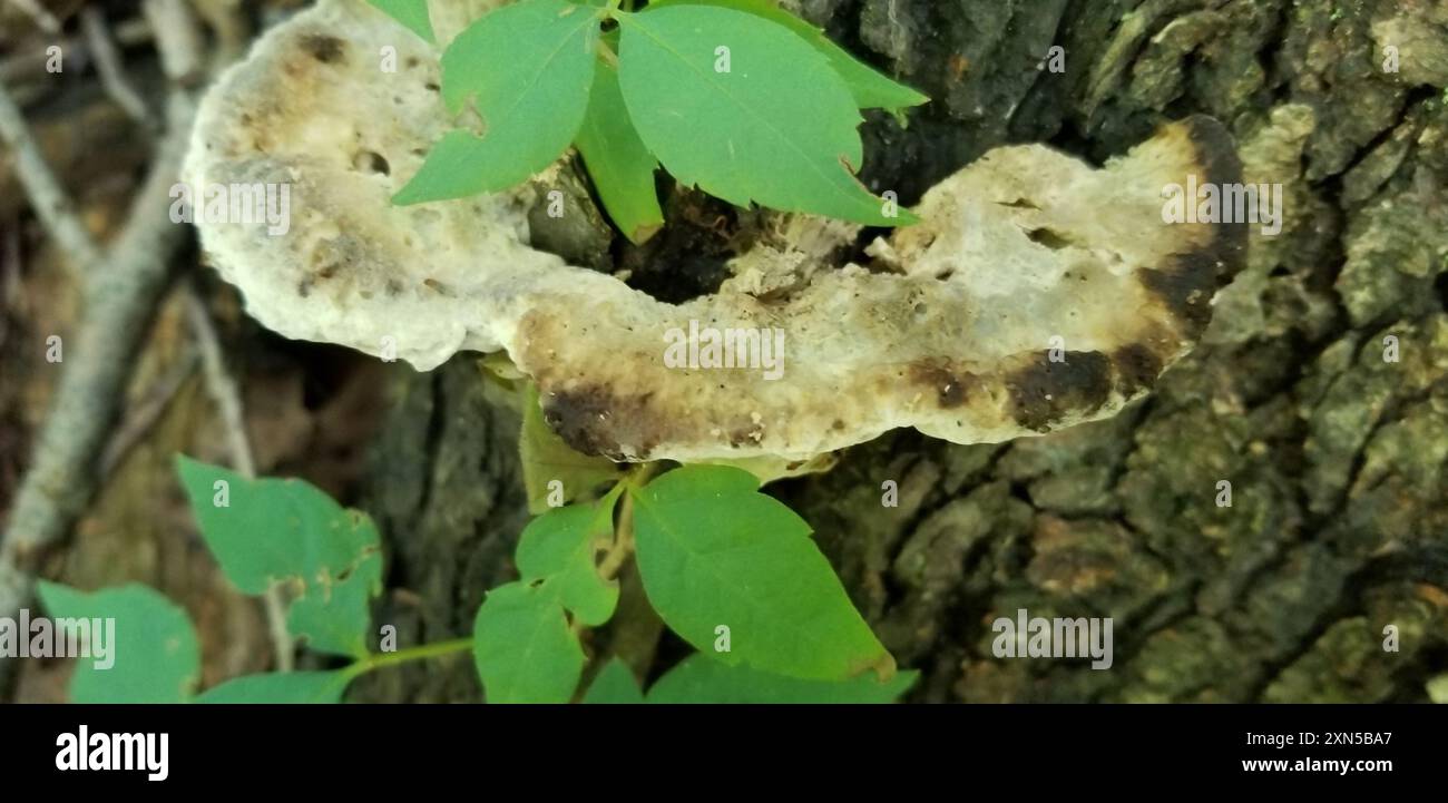 Blue Cheese Polypore (Cyanosporus caesius) Fungi Stock Photo - Alamy