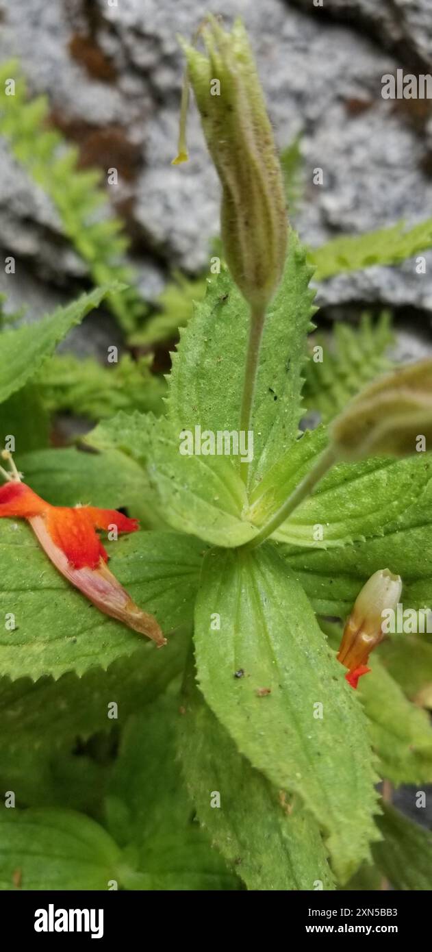 scarlet monkeyflower (Erythranthe cardinalis) Plantae Stock Photo - Alamy