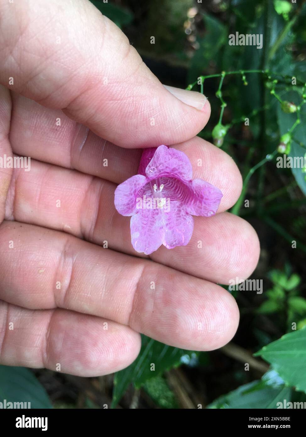 Chinese Rain Bell (Strobilanthes hamiltoniana) Plantae Stock Photo - Alamy